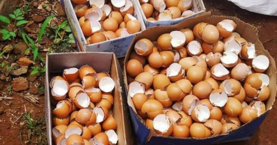 Como utilizar as cascas de ovo como fertilizante – CasaJardimDicas