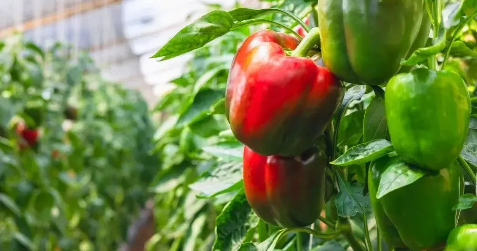 Tudo o que você precisa saber sobre o cultivo de pimentão: a fruta mais ...