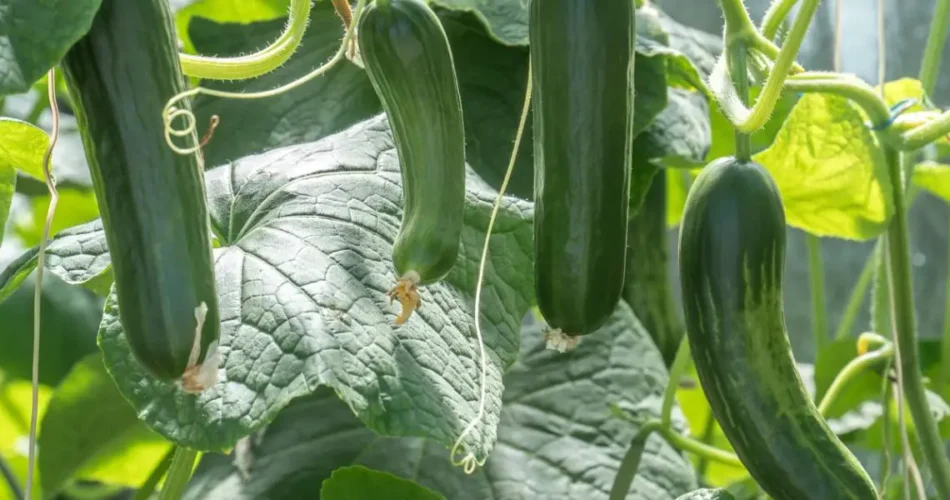 Tudo o que você precisa saber sobre plantar e cultivar pepinos ...