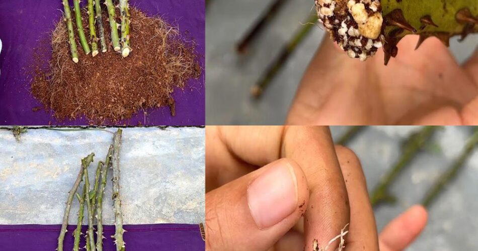 Enraizar um ramo de rosas sem terra – CasaJardimDicas