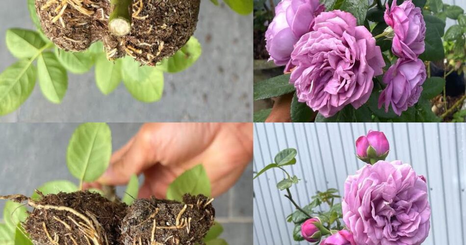 Técnica para crescer raízes de rosa com chá – CasaJardimDicas