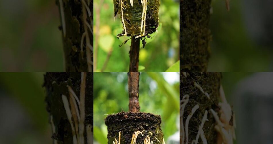 Como crescer uma árvore de guava – Multiplicação da árvore de guava por ...