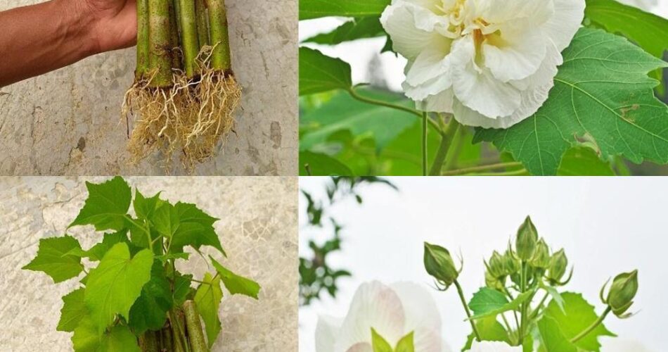 Como facilmente propagar Sharon/Hibiscus Mutabil Rose de cortes: método ...